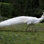 Birdie Tail
